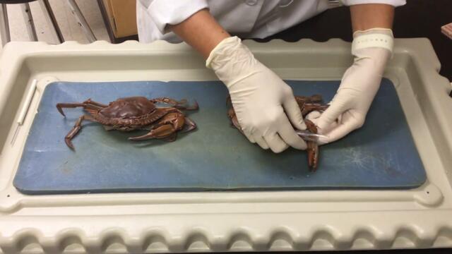 Crab Dissection - Videoclip.bg